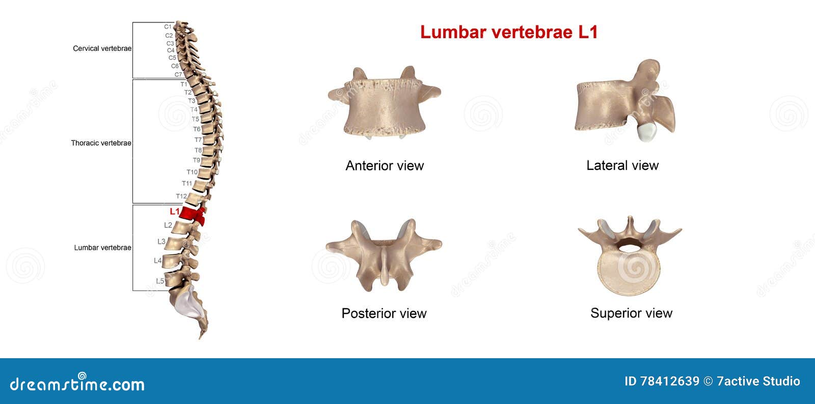 Vertebre lombari L1 illustrazione di stock. Illustrazione di vertebrale ...