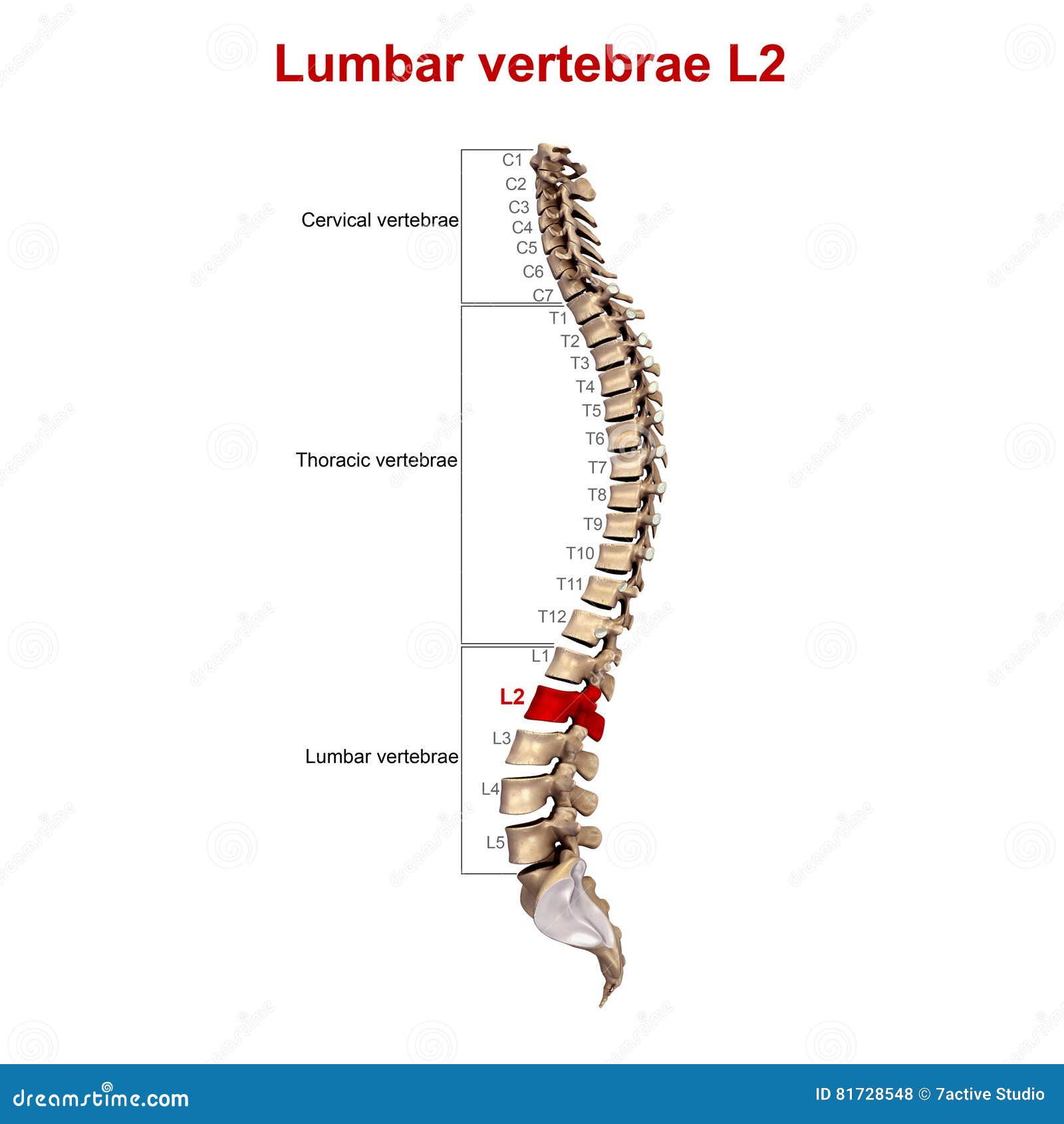 Vertebre lombari L2 illustrazione di stock. Illustrazione di lamina ...