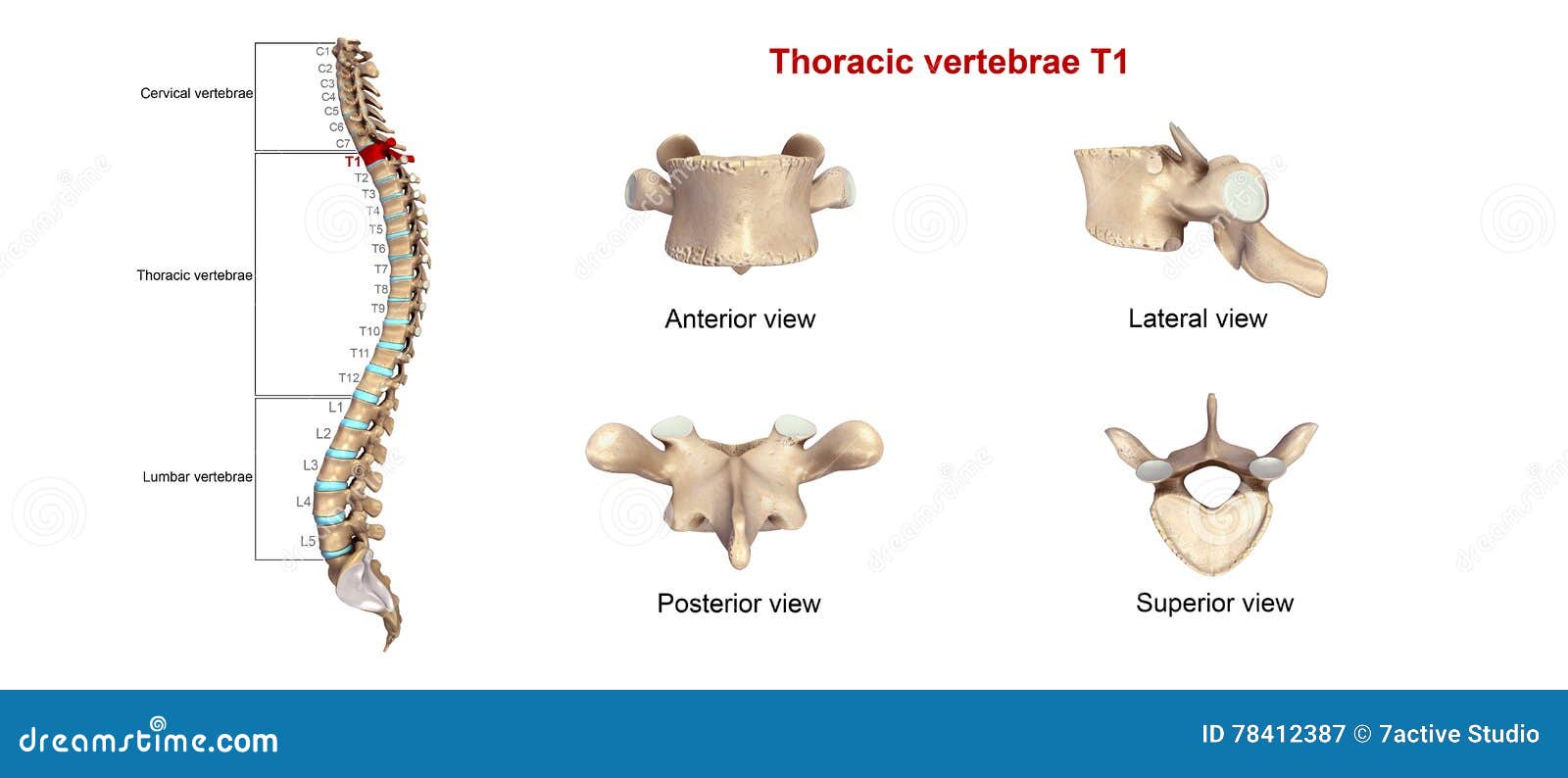 Vertebre toraciche T11 illustrazione di stock. Illustrazione di ...