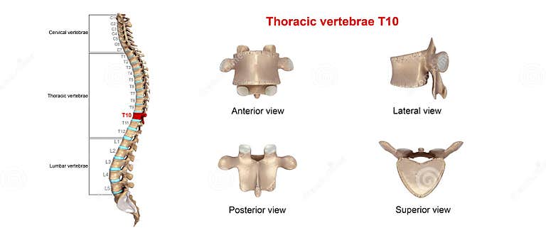 Vertebre toraciche T10 illustrazione di stock. Illustrazione di ...