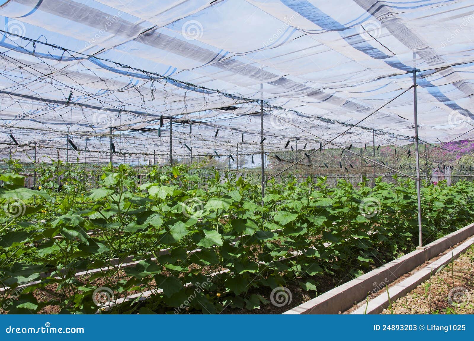 Vertente do vegetal imagem de stock. Imagem de agricultura - 24893203