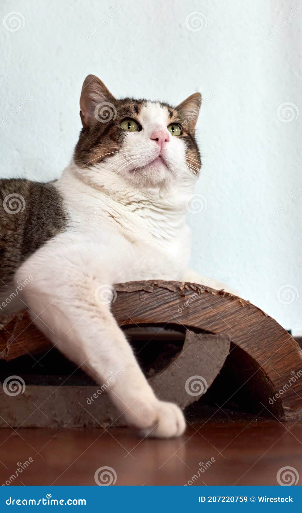 Verti Selective Focus Shot of a Cute Aegean Cat Stock Image - Image of ...