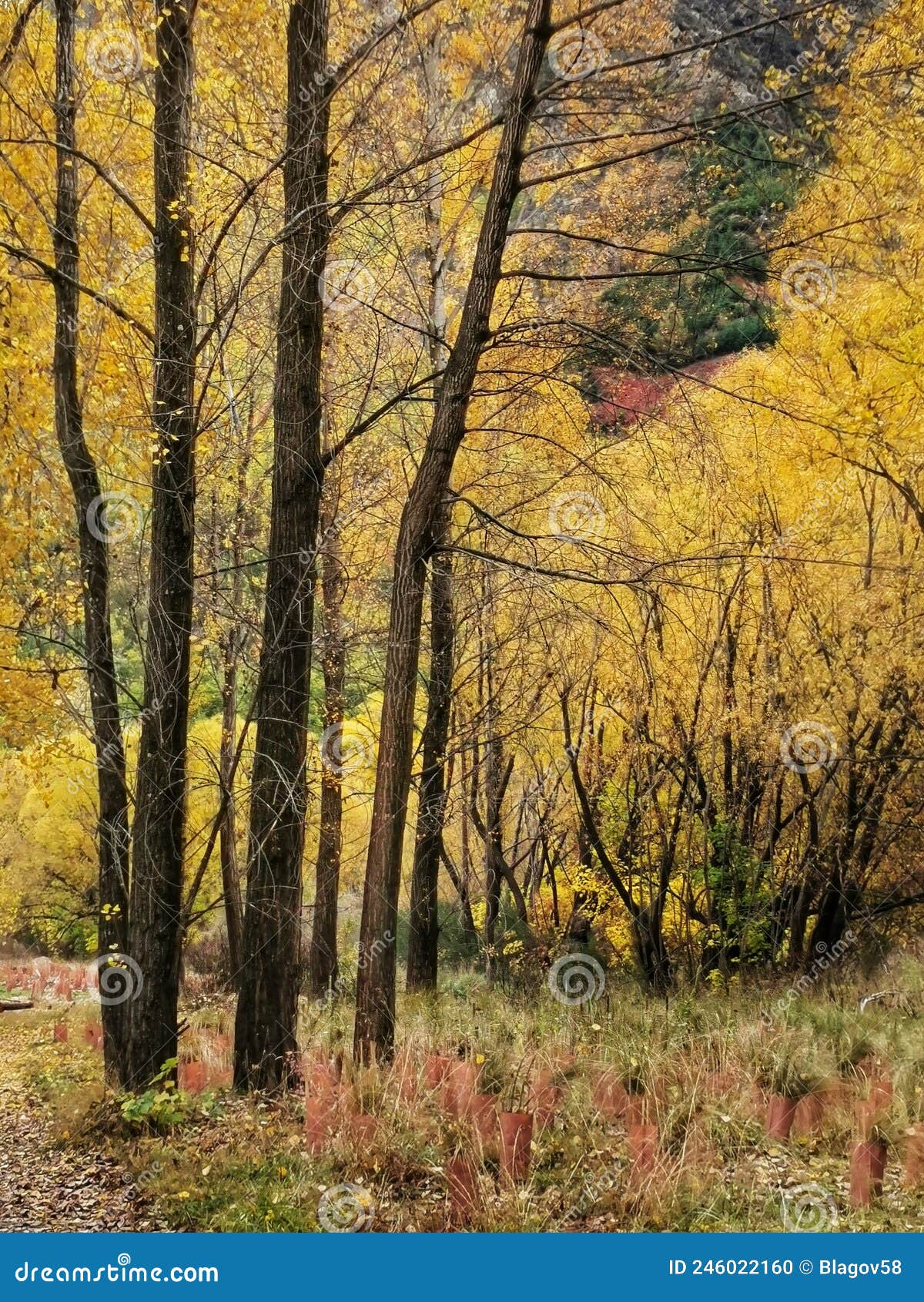 Vertical Abstract Background Image of Yellow Autumn Trees Stock Photo ...