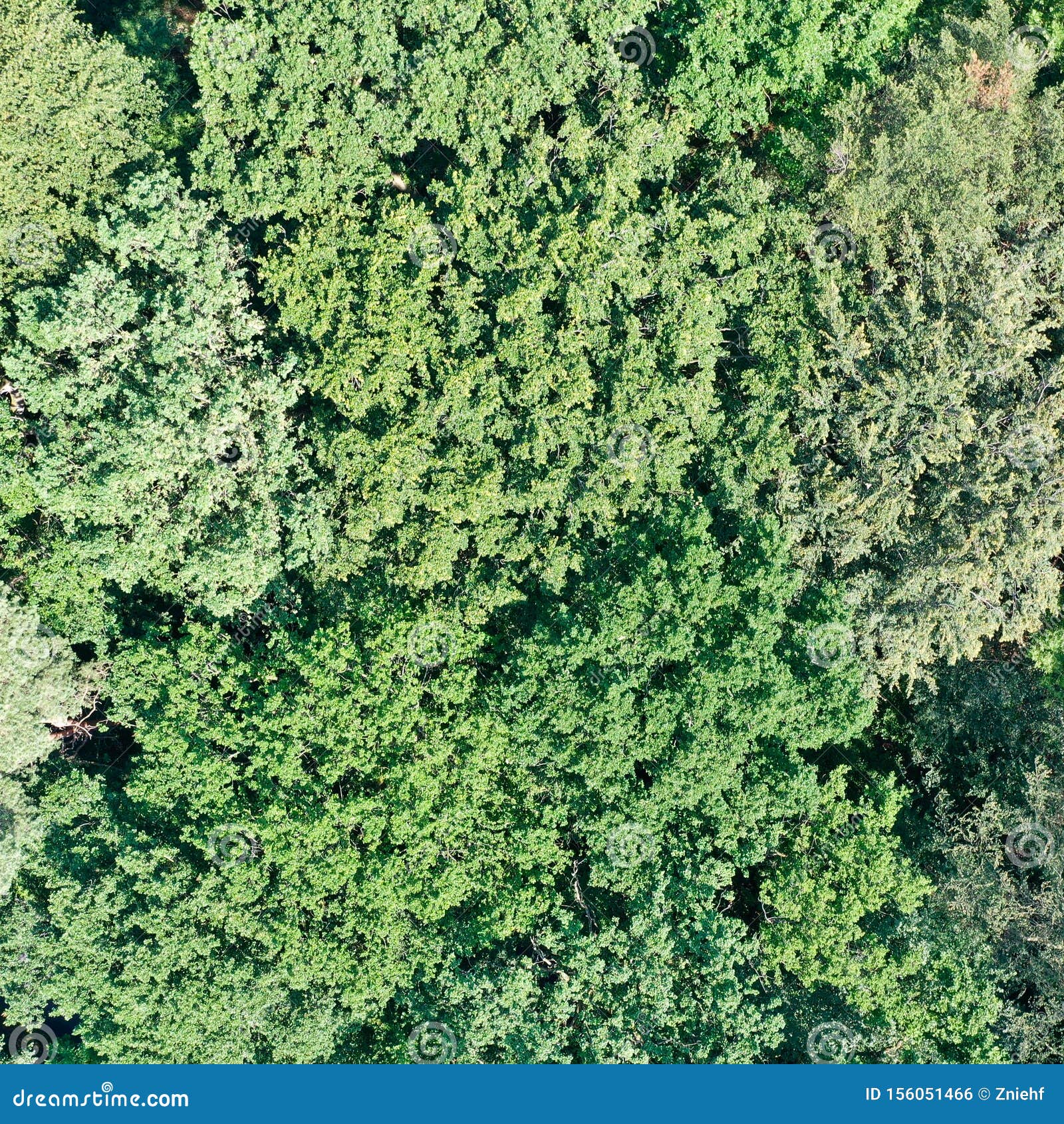 Vertical Aerial View Of A Deciduous Forest With Dense Canopy, Green ...