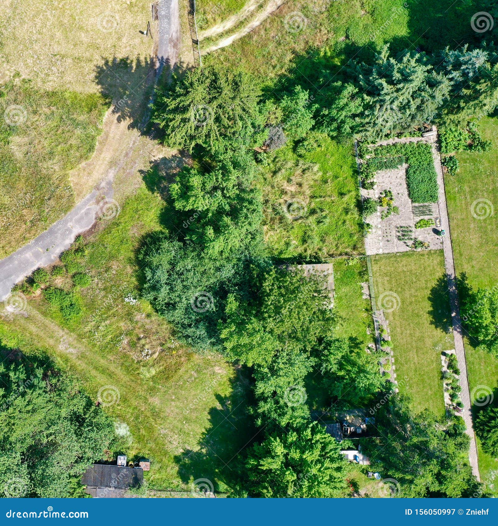 Rows Of Elm Trees And Knotted Willows In Between Meadows In The Flemish ...