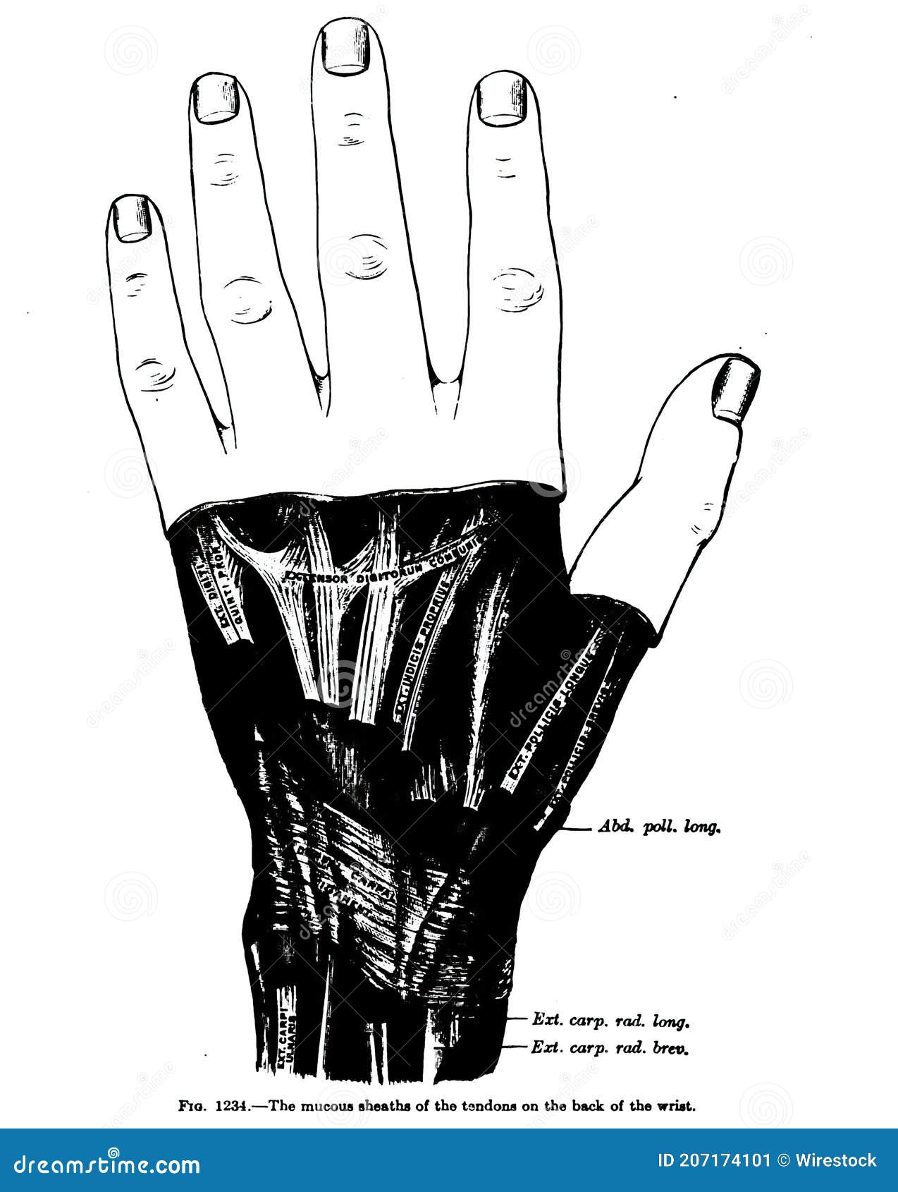 Vertical Anatomy Drawing and Text of the Back of a Wrist, from the 19th ...
