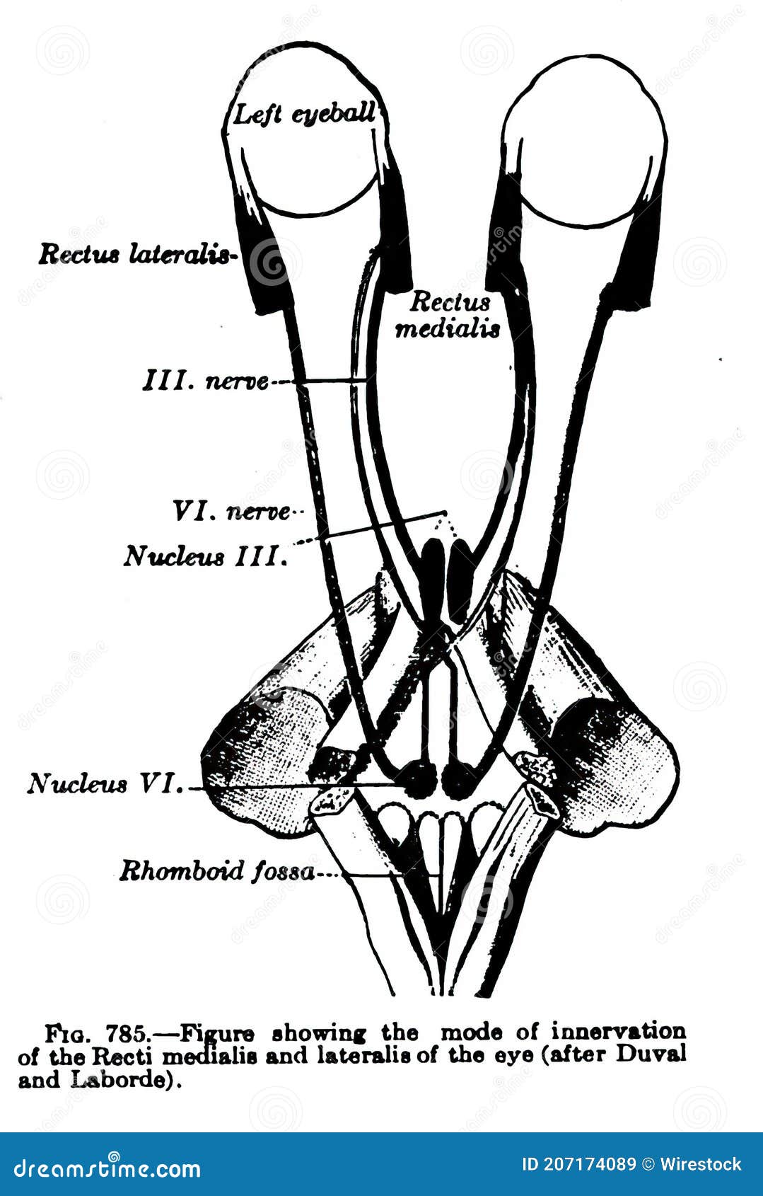 Anatomy Drawing And Text Of The Plan Of Ossification Of The Foot, From ...