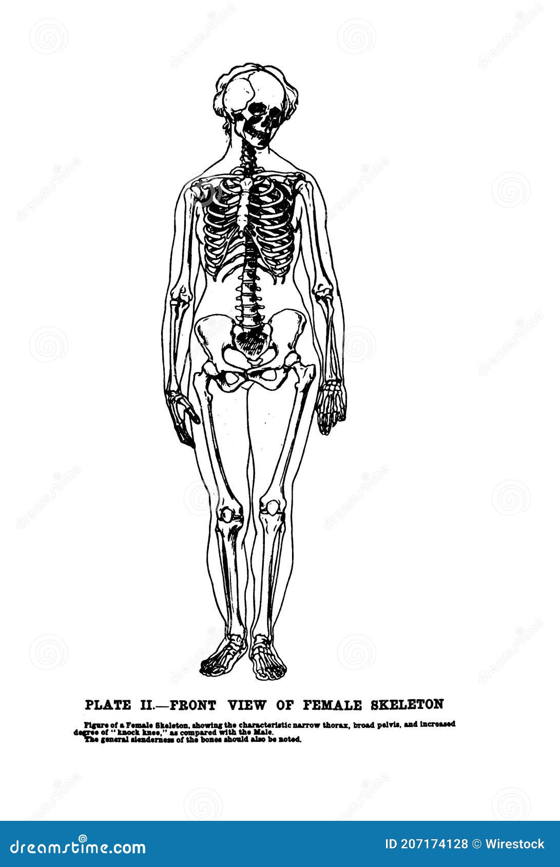 Vertical Anatomy Drawing and Text of the Front View of a Female ...