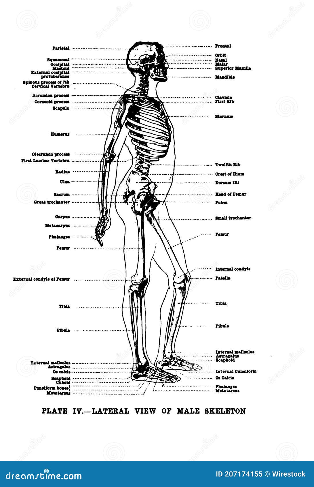 Vertical Anatomy Drawing And Text Of The Right Upper Extremity, From ...