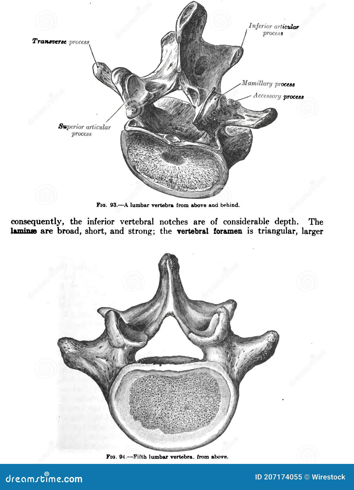 Vertical Anatomy Drawing and Text of the Lumbar Vertebra, from the 19th ...