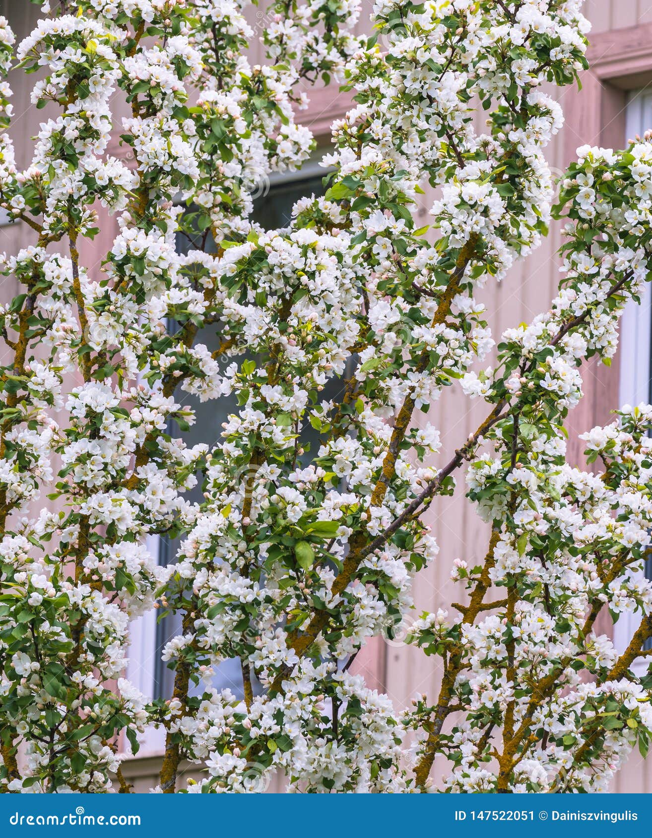 Vertical Apple Branches Full Of White Flowers Stock Image - Image of ...