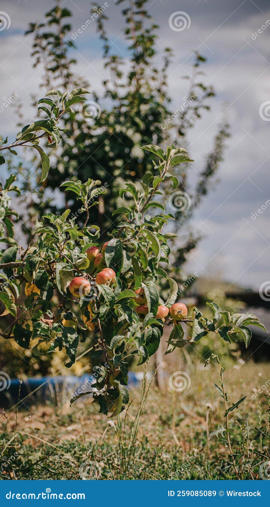 Vertical of an Apple Tree in a Garden Stock Image - Image of field ...