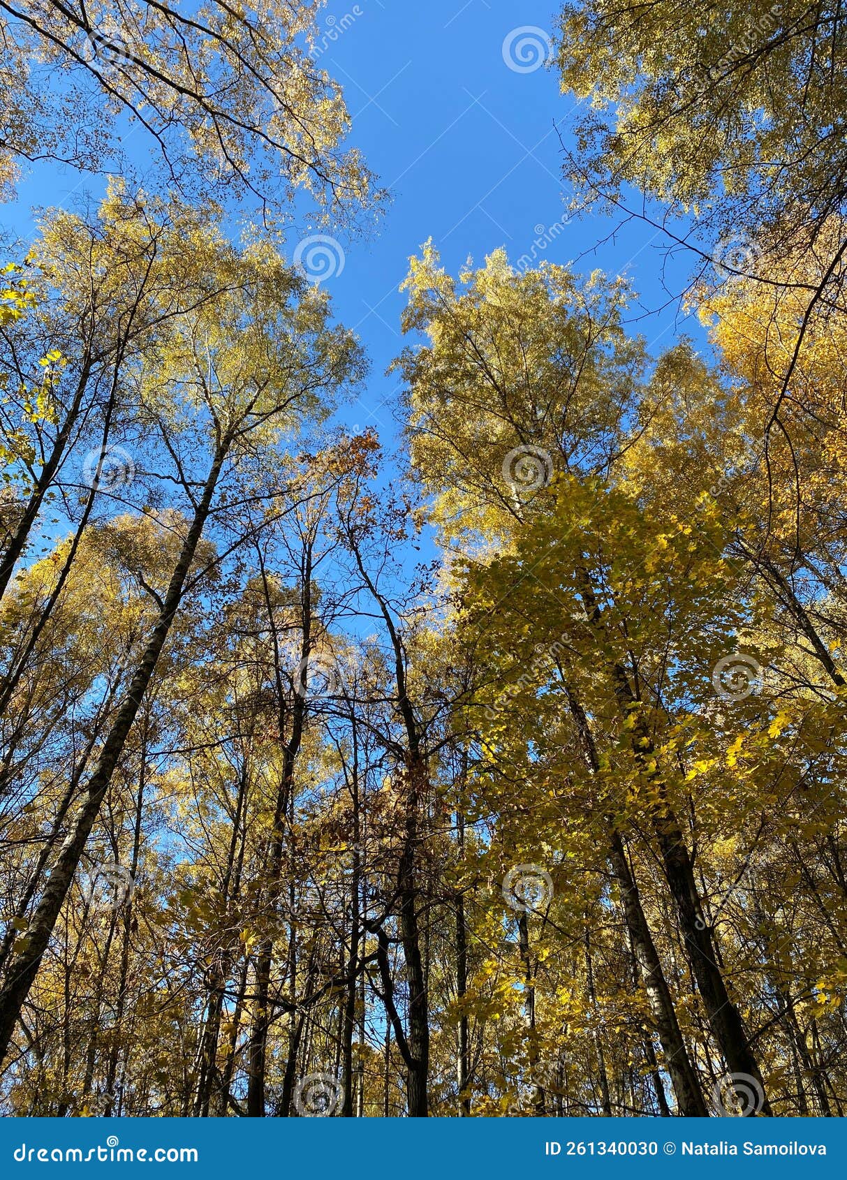 Vertical Autumn Background, Trees with Yellow Leaves, Blue Sky Stock ...