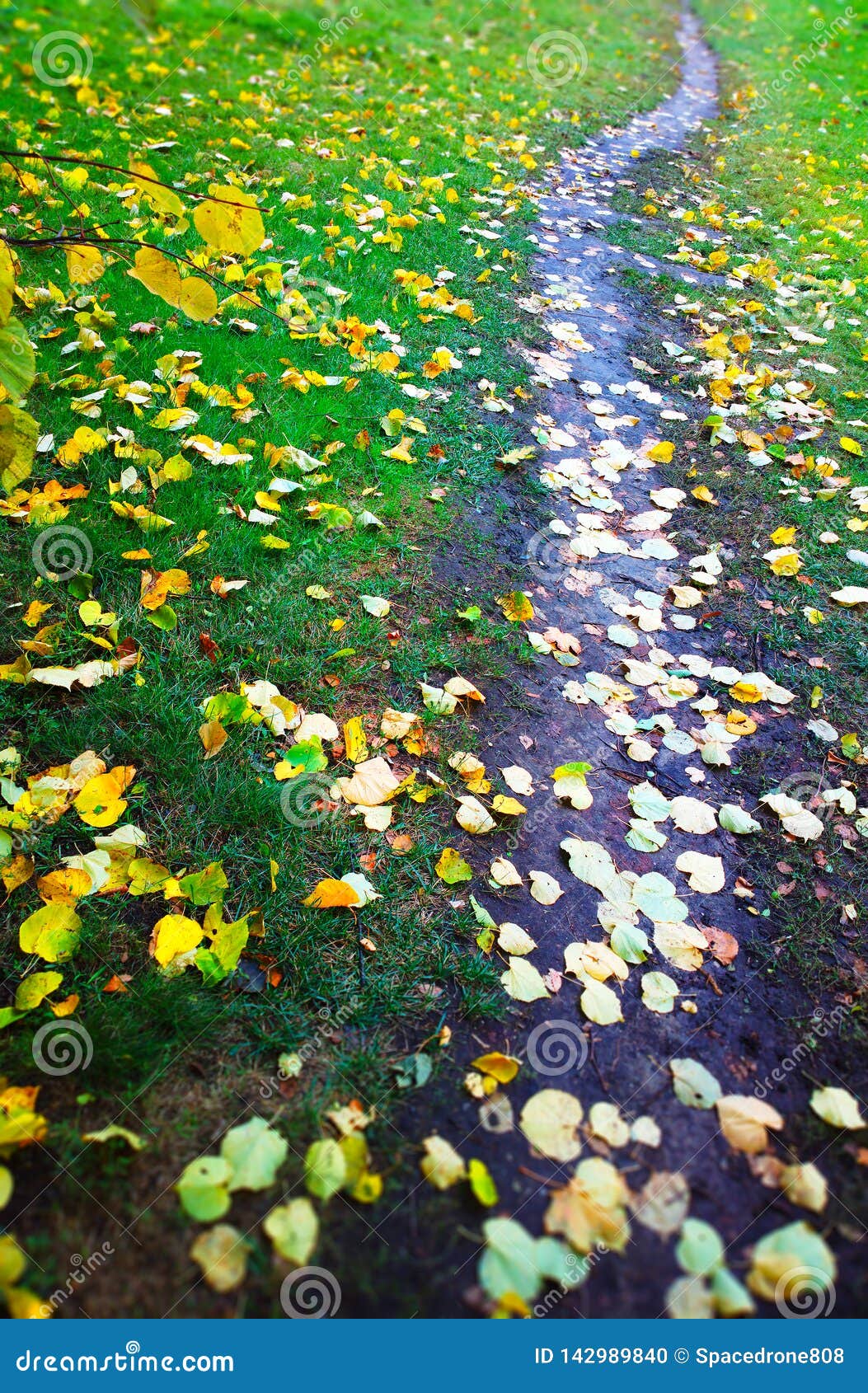 Vertical Autumn Forest Path Landscape Background Stock Photo - Image of ...