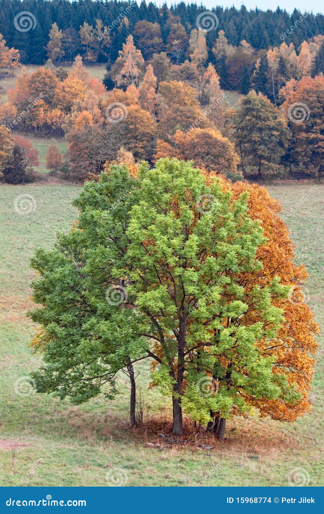 Vertical Autumn Landscape with Trees Stock Photo - Image of morning ...