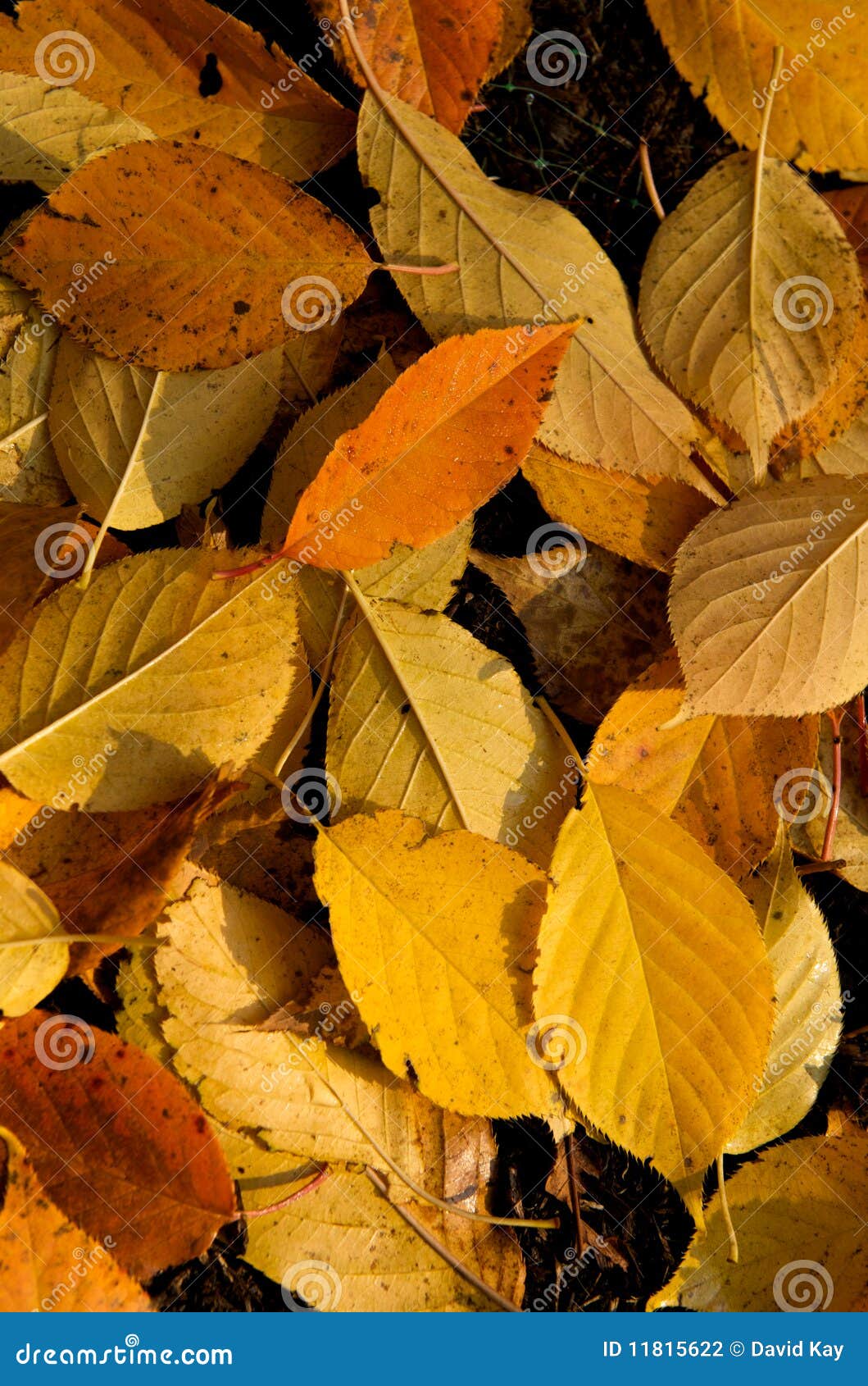 Vertical Autumn Leaves stock photo. Image of bright, vertical - 11815622