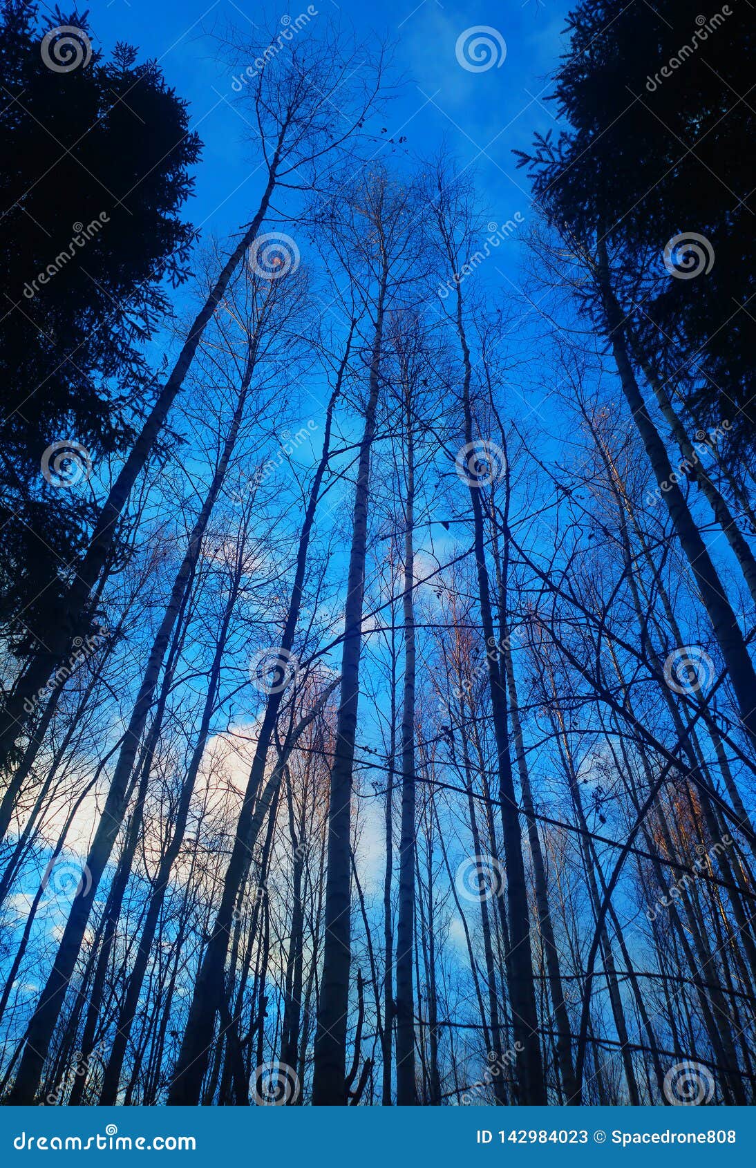 Vertical Autumn Tree Trunks Landscape Background Stock Image - Image of ...