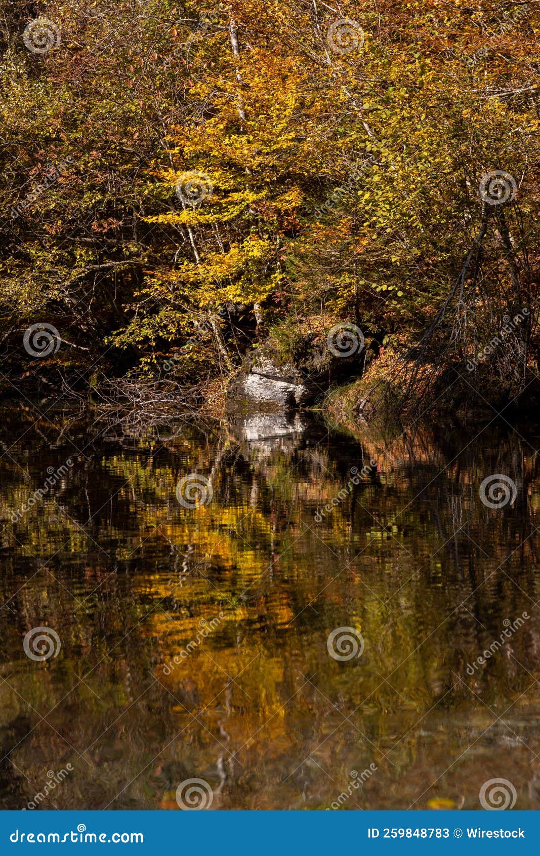 Vertical of Autumn Trees Mirrored in the Lake Stock Image - Image of ...