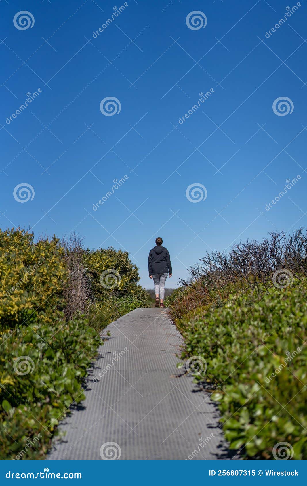 Vertical Back View of a Person Walking on a Trail through Rural Plants ...