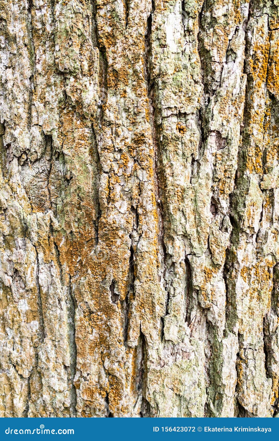 Vertical Background - Bark of Old Oak Tree Stock Photo - Image of bark ...