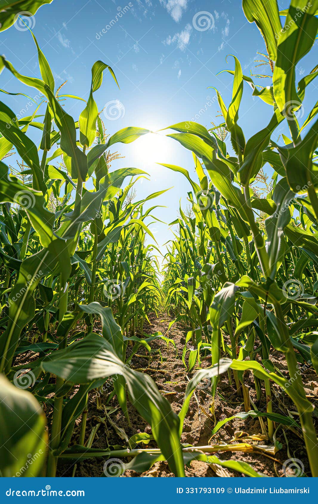 Corn Field. Vertical Background of Corn Field Against the Blue Sky ...