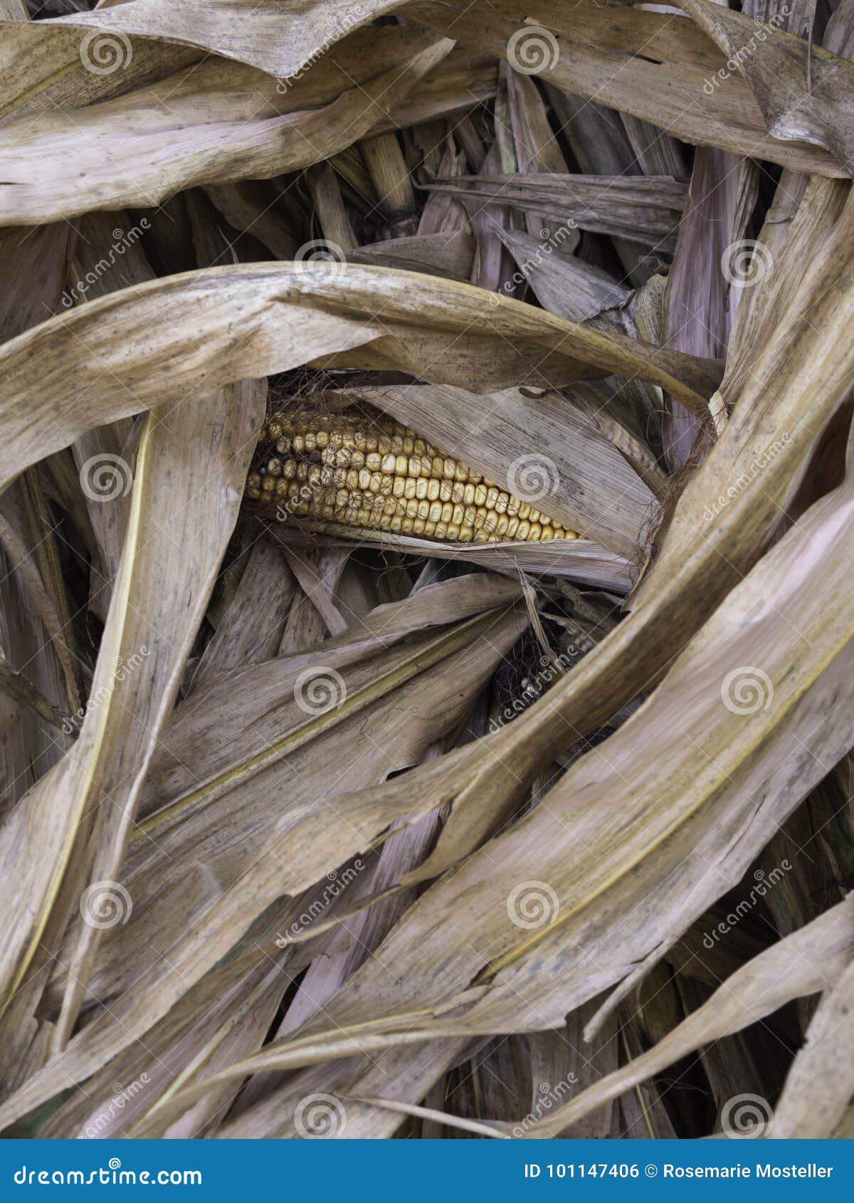 Dry corn stalks with a cob stock photo. Image of autumn - 101147406