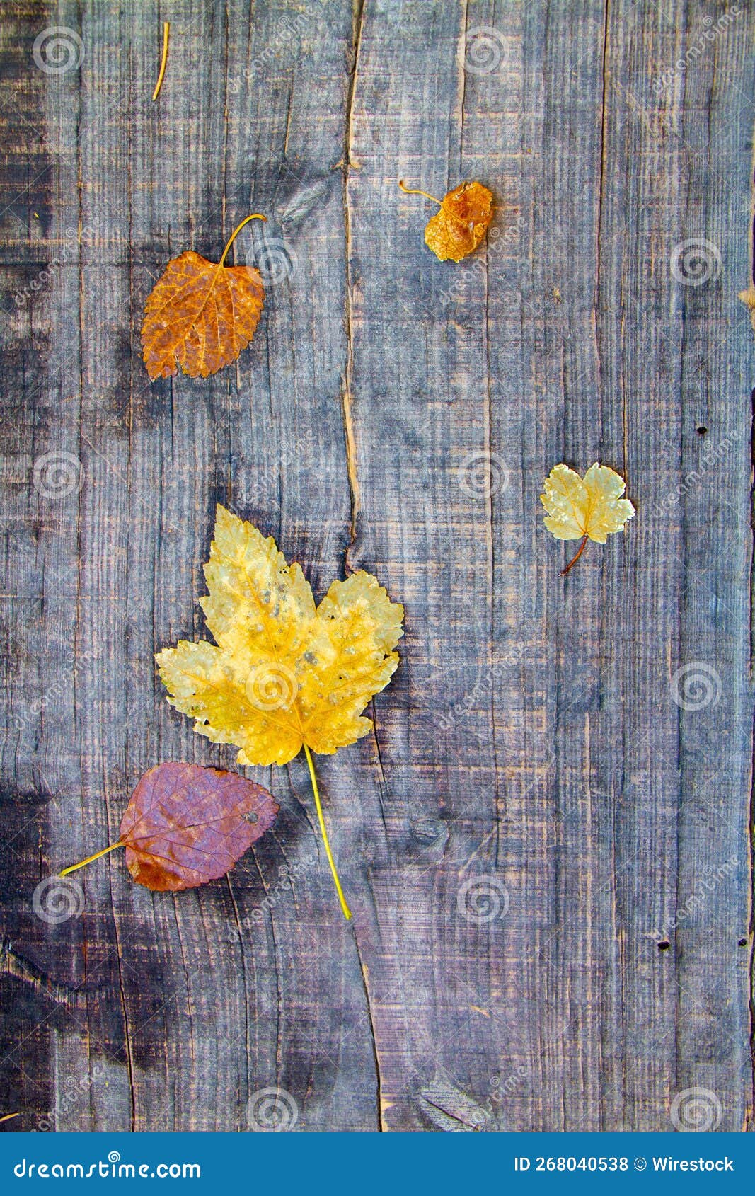 Vertical Background of Fall Leaves on the Wood Stock Photo - Image of ...