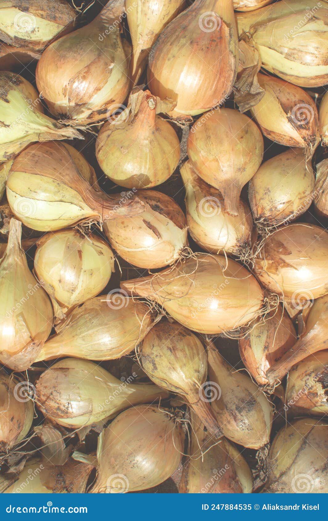 Vertical Background of Fresh Onion Bulbs. Onion Background. Ripe Onion ...