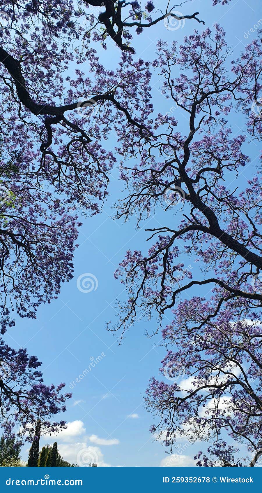 Vertical Background of Jacaranda Tree Branches Spreading Against a Blue ...