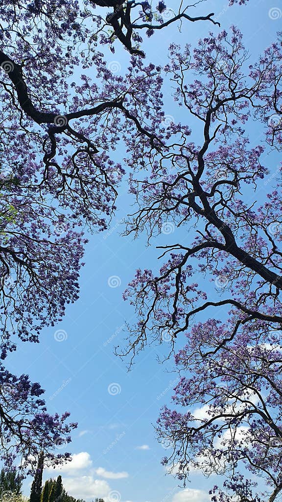 Vertical Background of Jacaranda Tree Branches Spreading Against a Blue ...