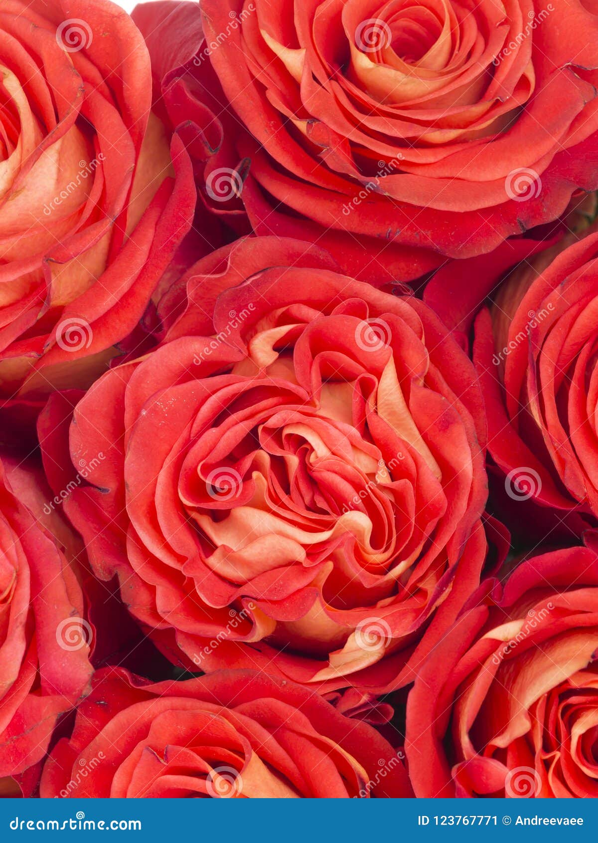 Vertical Background of Red Roses Stock Image - Image of vertical, pink ...