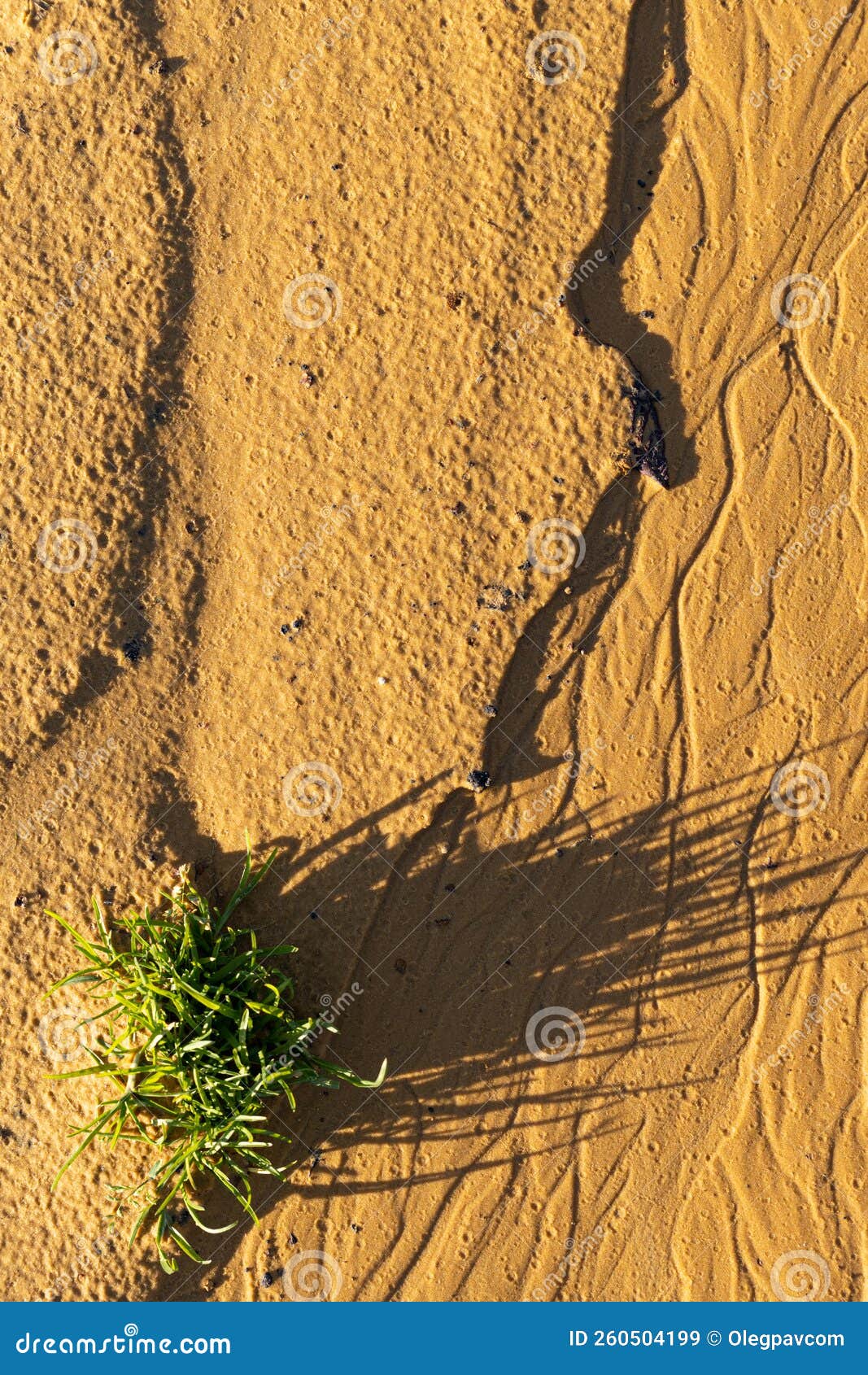 Vertical Background of Sand on Which Grass Grows Stock Image - Image of ...