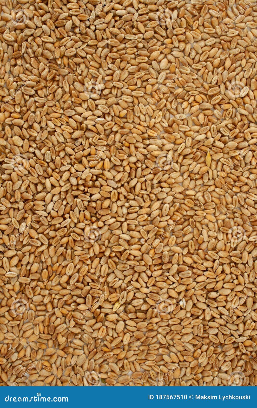 Vertical Wheat Grain Texture Stock Photo - Image of nutrition, heap ...