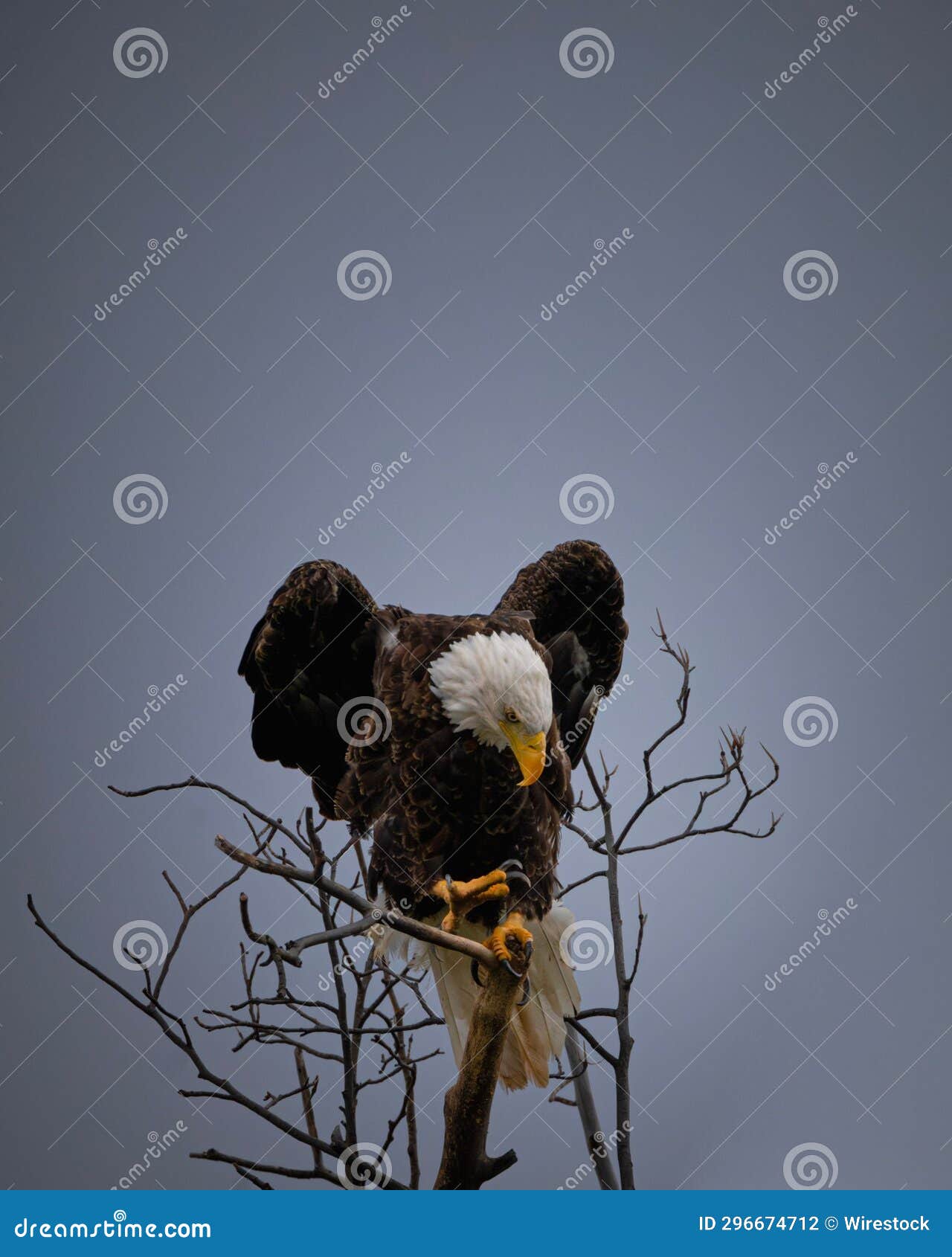 Vertical of a Bald Eagle Perched on a Tree Branch Stock Photo - Image ...