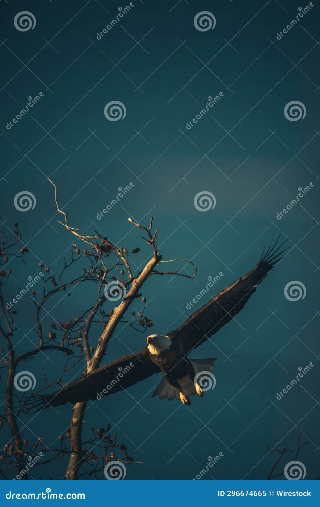 Vertical of a Bald Eagle Soaring Near a Tree Stock Image - Image of ...