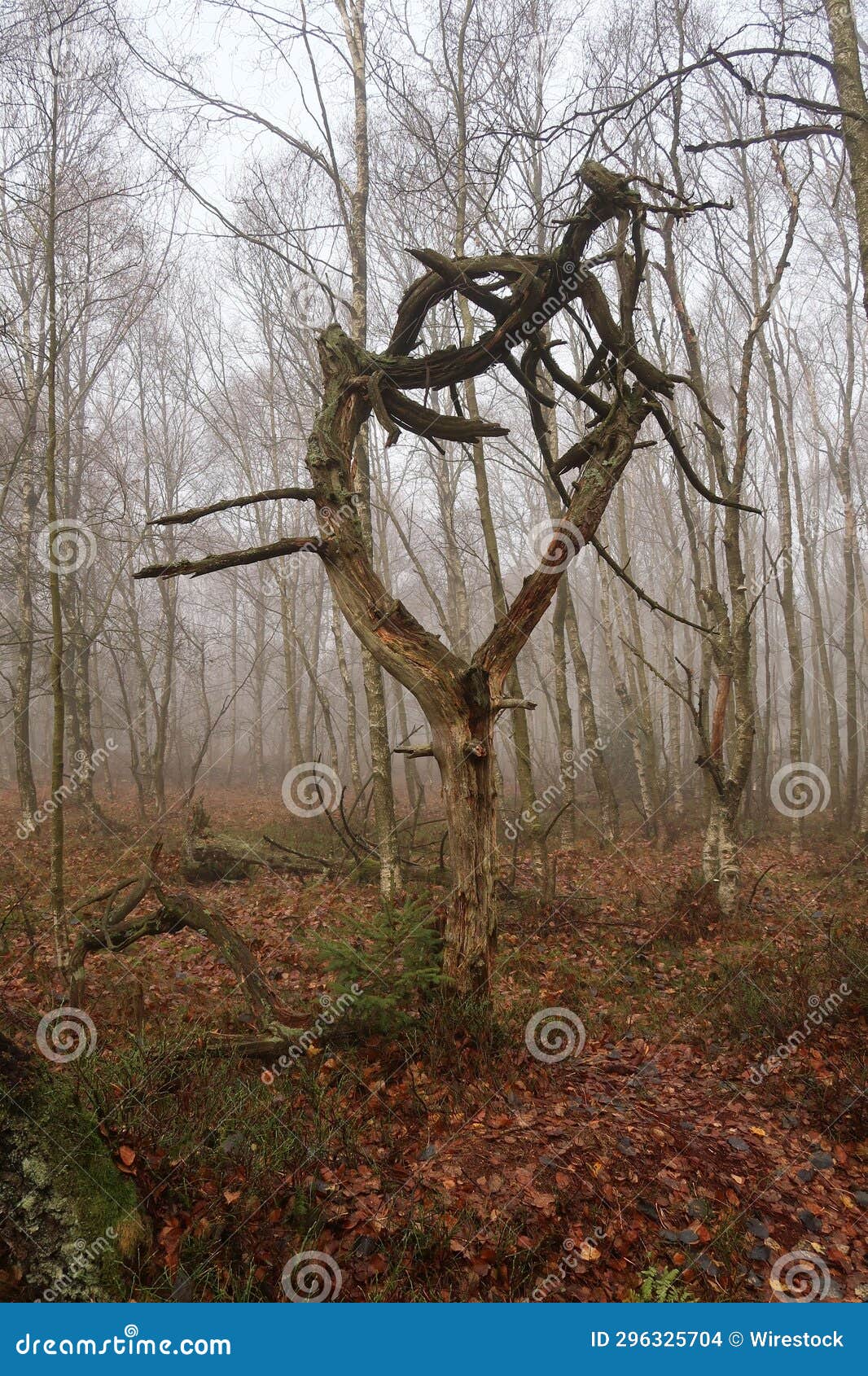 Vertical of a Barren Crooked Tree Trunk in a Wooded Area Stock Photo ...