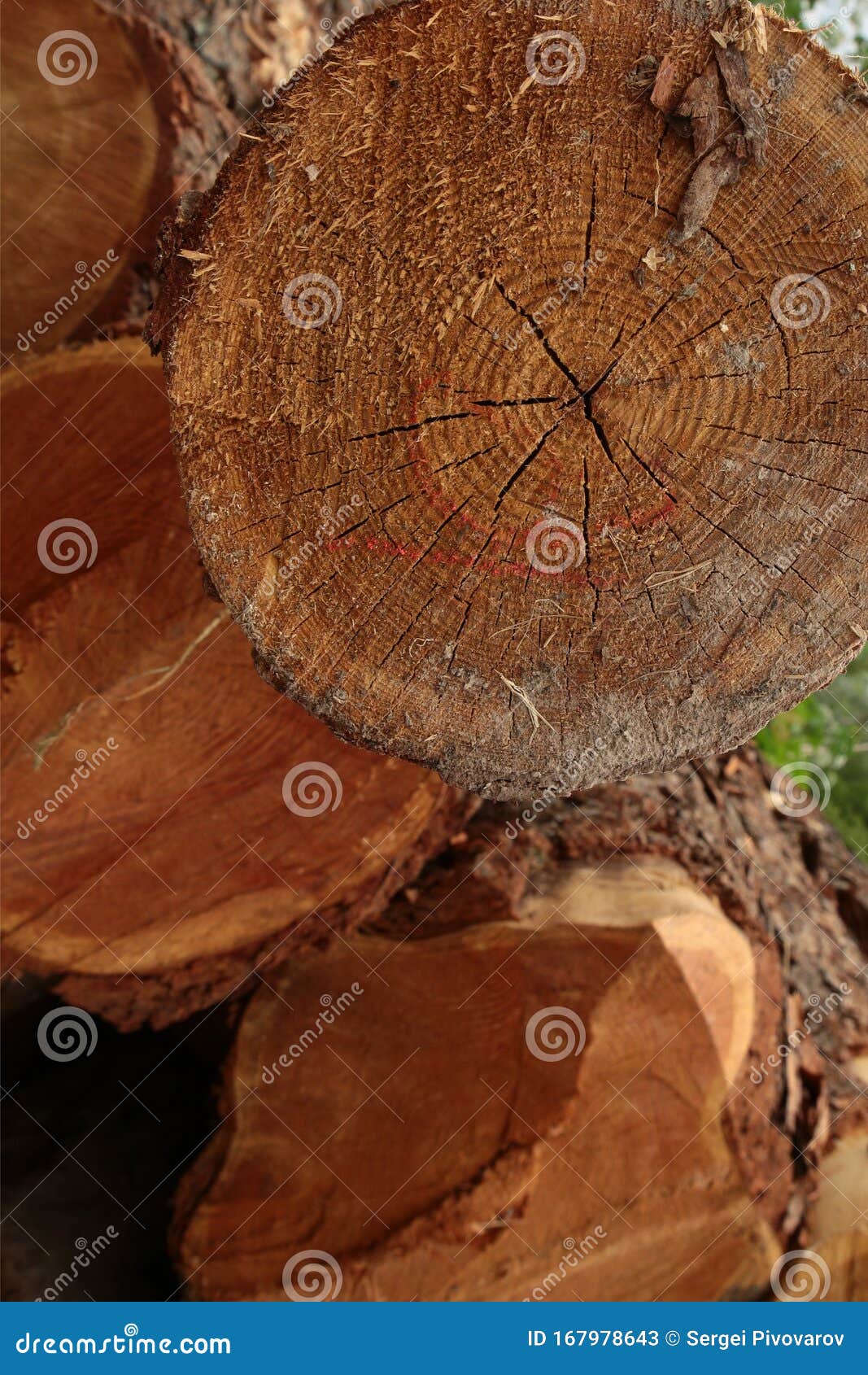 Vertical Basic Drawing Of A Tree Trunk Dark Brown Pine Logs Close-up ...