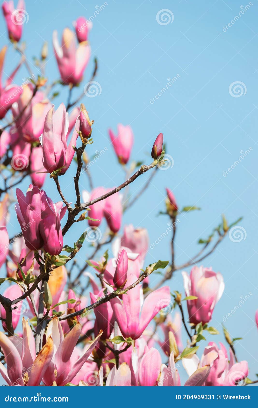 Vertical Beautiful Shot of Pink Magnolia on a Blue Sky Background Stock ...