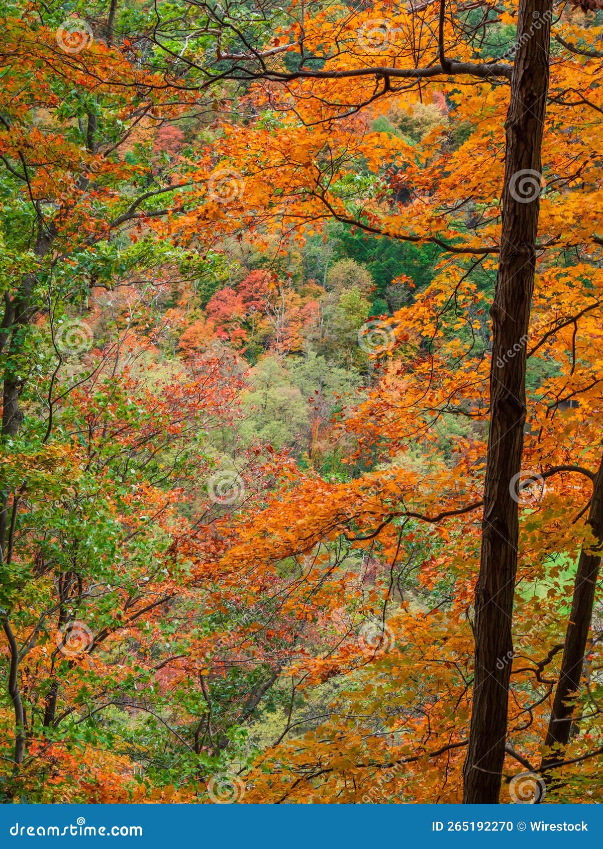 Vertical of a Beautiful Tree with Orange Leaves Captured among a Dense ...
