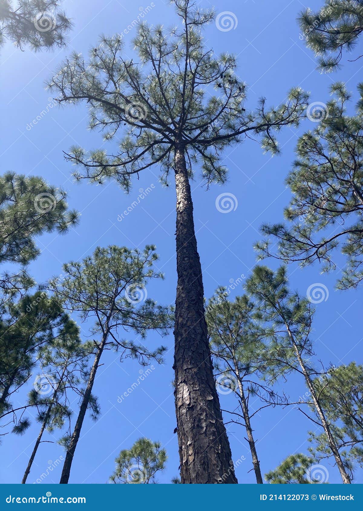 Vertical Bellow Shot of a Park Full of Long Trees in the Background of ...