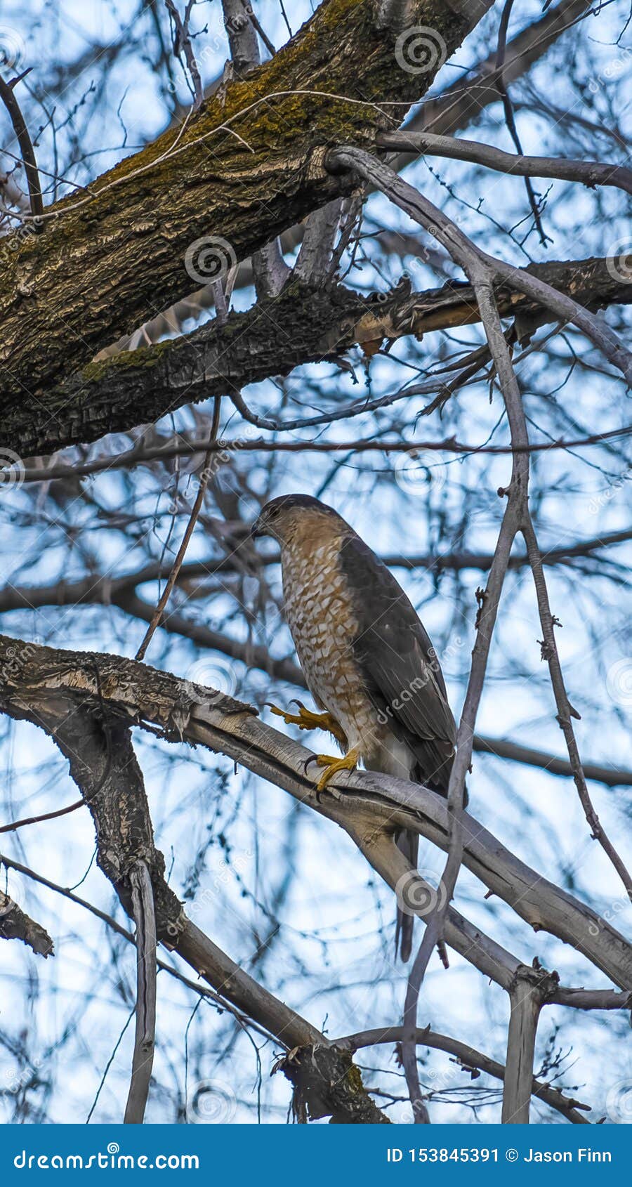 Vertical Bird Perched on the Leafless Branch of a Brown Tree Against ...