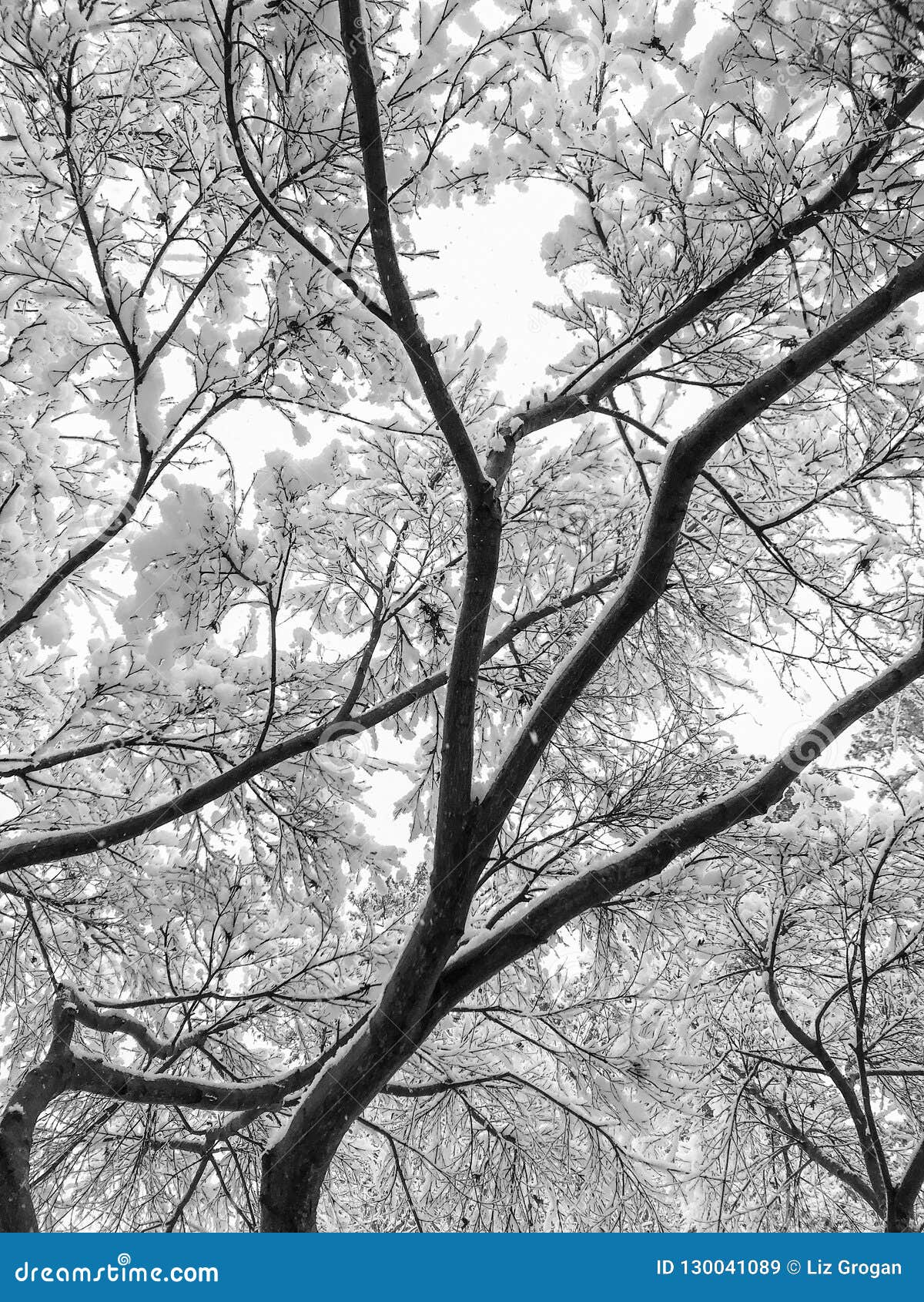 Black and White Photo of Snow on Tree Branches in Winter Stock Image ...