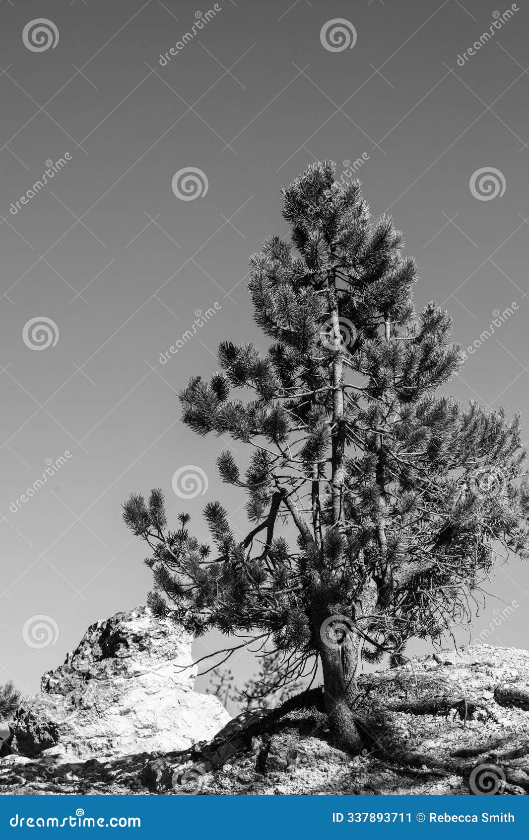 Vertical Black and White Photograph of Small Spruce Pine Tree Sapling ...