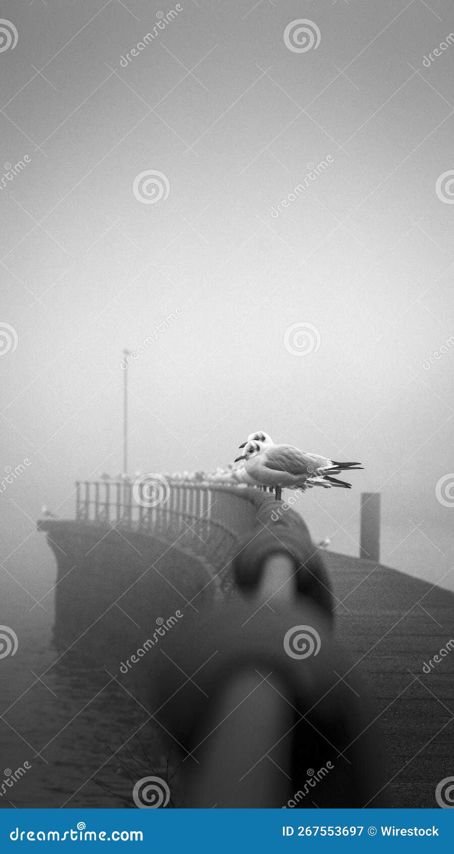 Vertical Black and White Shot of a Black-headed Gull Resting on a Sea ... Vertical Black and White Shot of a Black-headed Gull Resting on a Sea ...