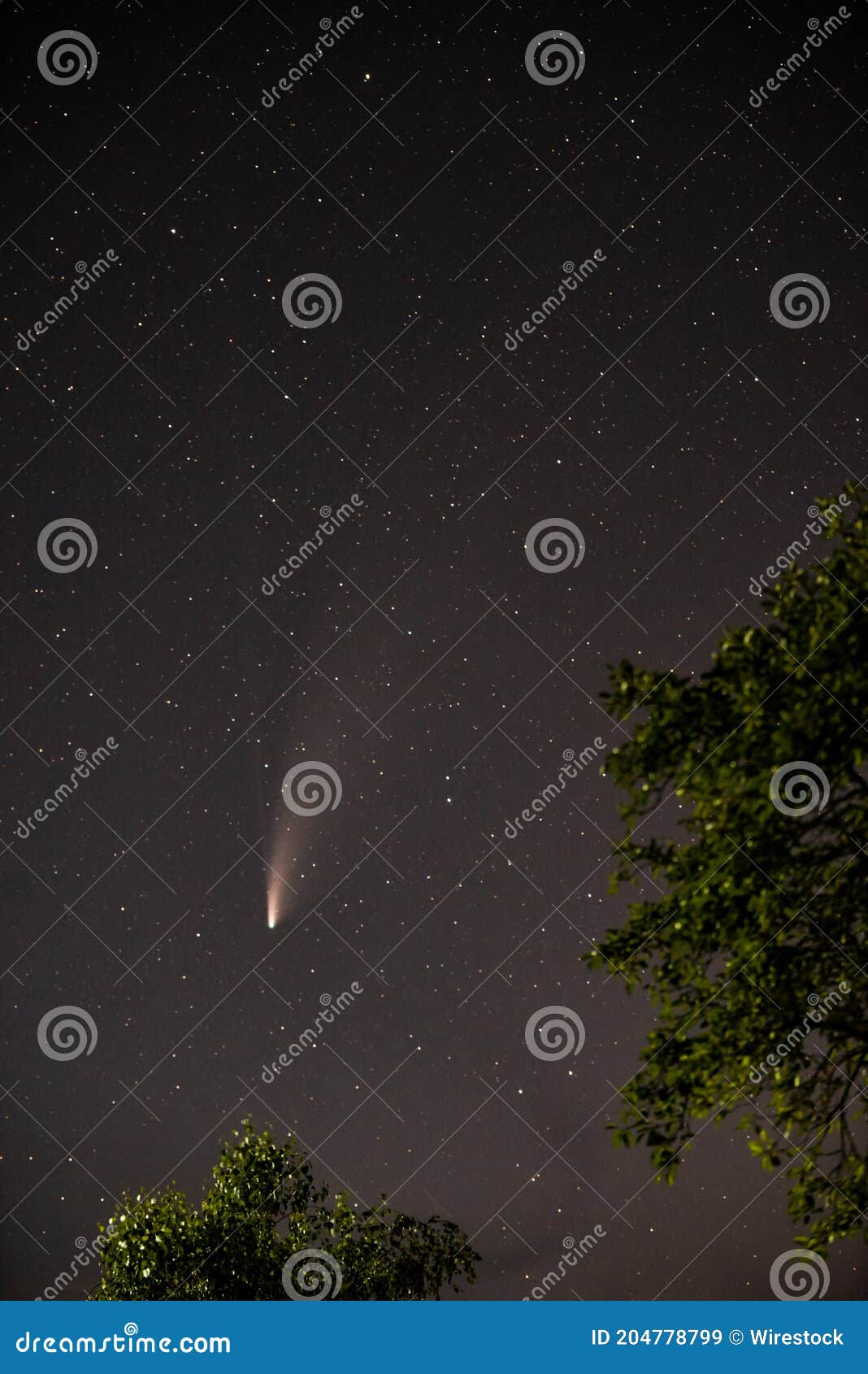 Vertical Blissful Shot of the Bright Comet Neowise Seen through Trees ...