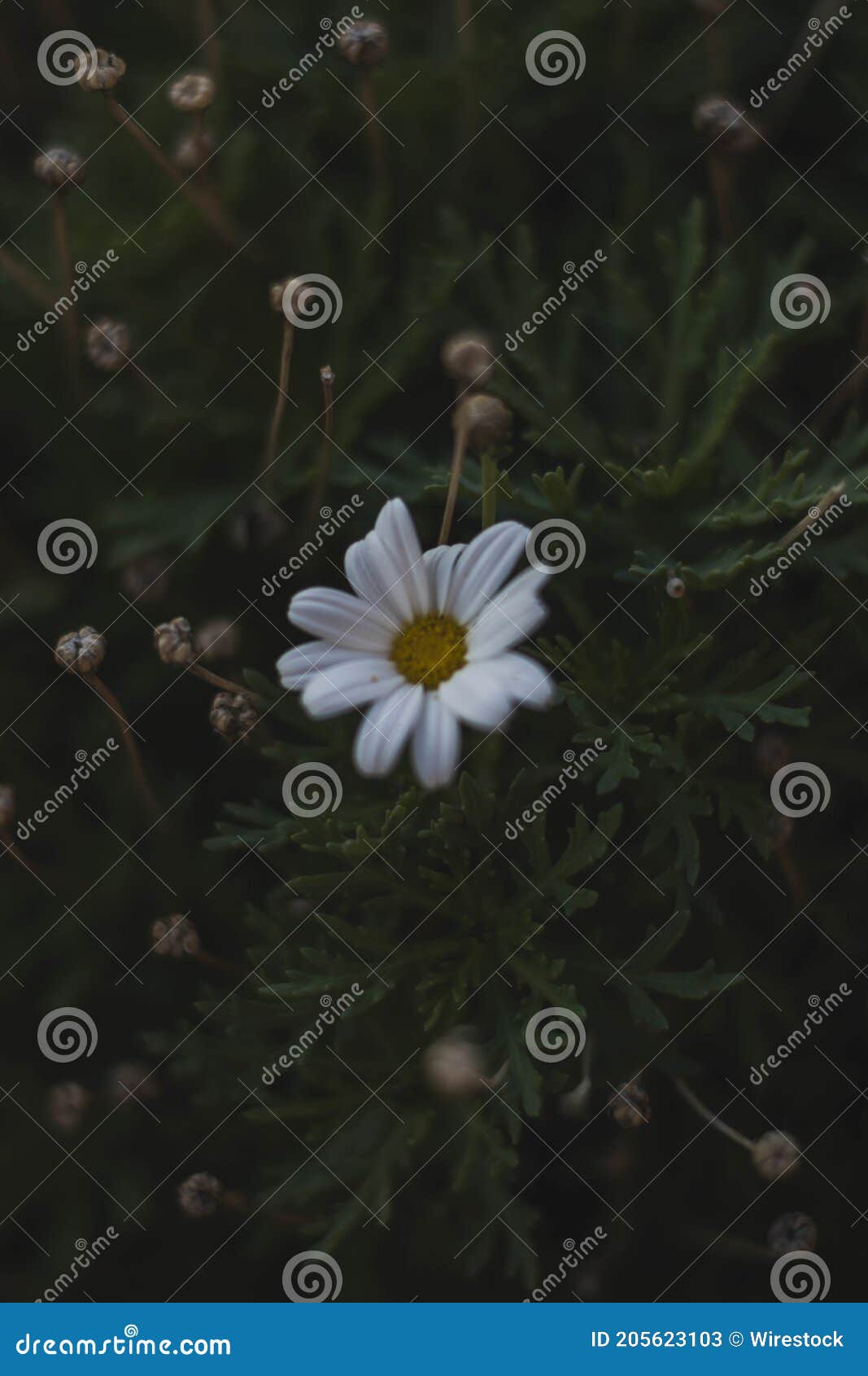 Vertical Blurry Shot of a Daisy on Background of Leaves Stock Image ...