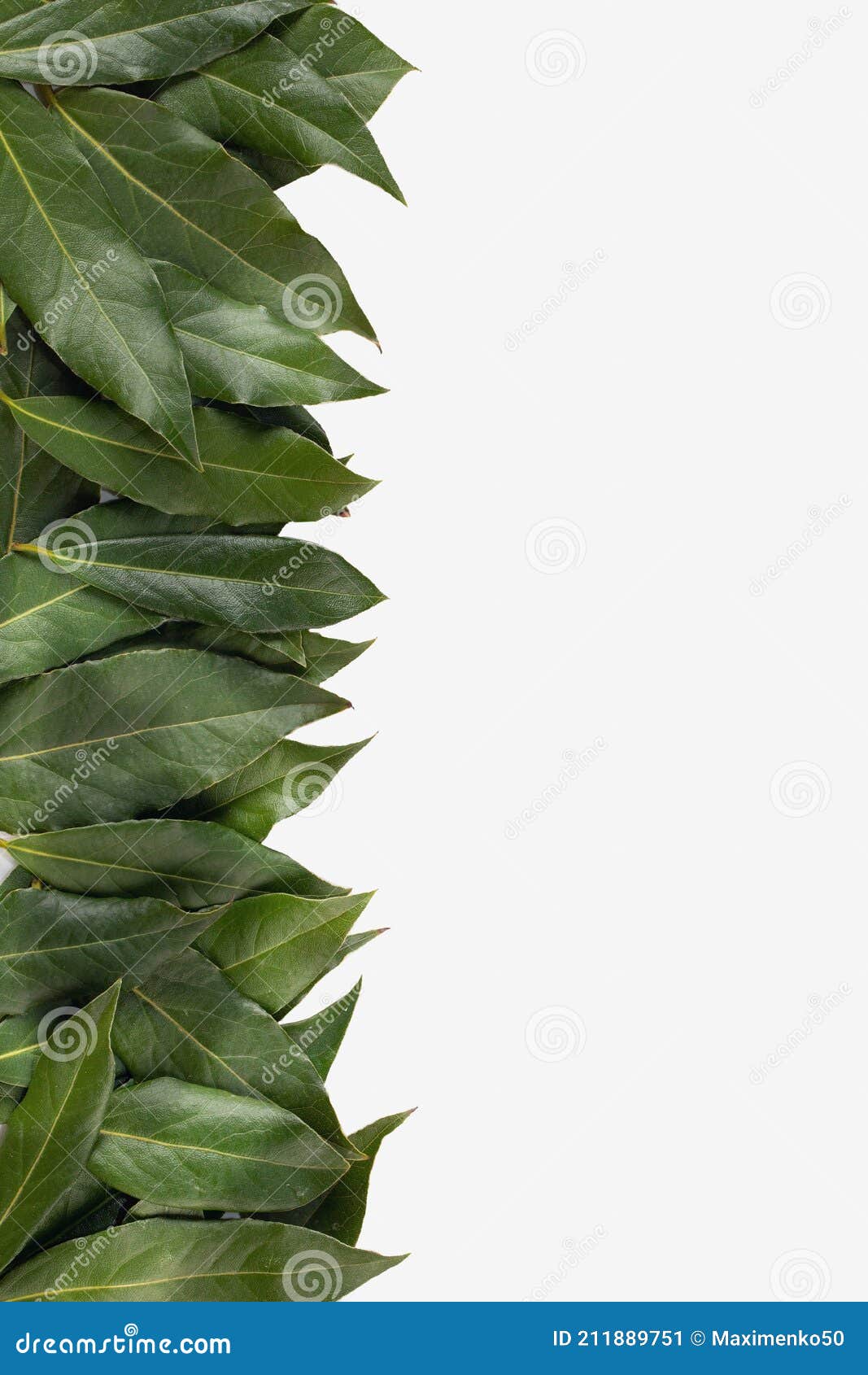 Vertical Border of Green Leaves on White Background. Natural Flat ...