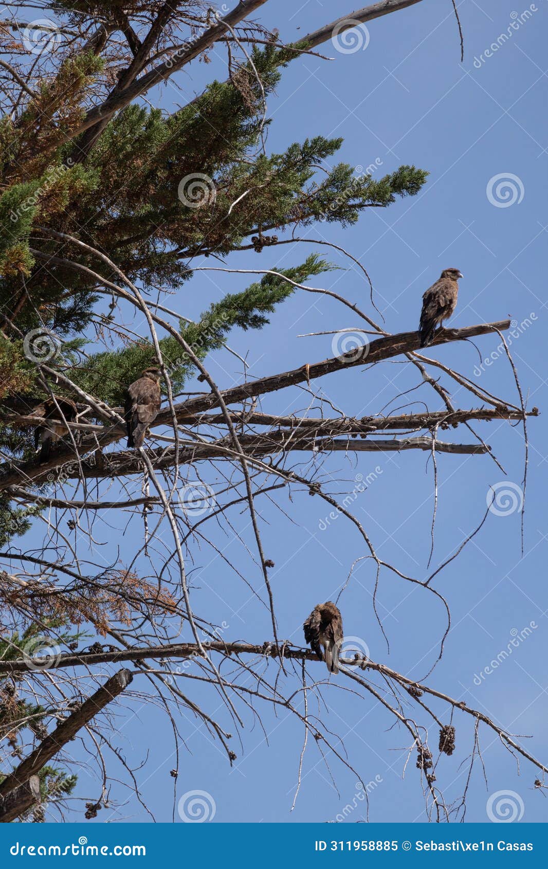 Vertical Bottom View of Raptor Birds Posing on Dry Tree Branches ...