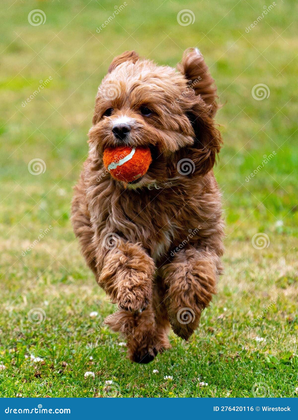 Vertical of a Brown Cavapoo Running on Green Grass, Holding a Ball in ...
