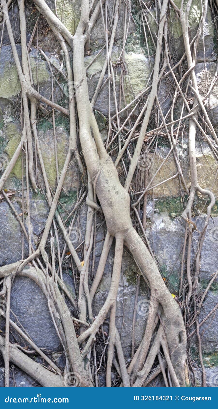 Vertical Brown Tree Trunk Grunge Natural Root Background Stock Image ...